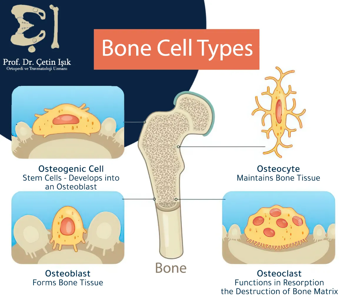 Bone functions and their importance in the human body - Dr. What's ...