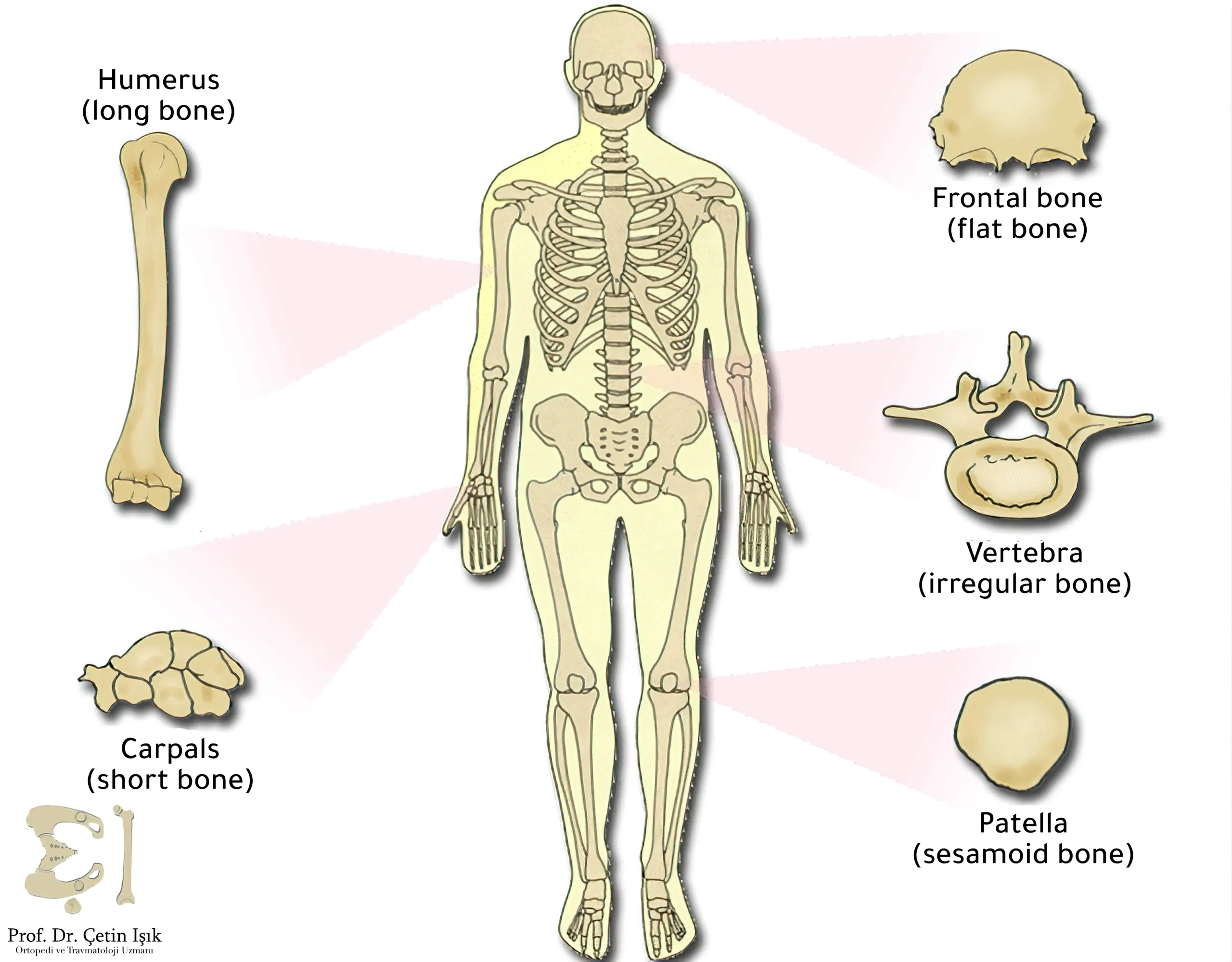 Types Of Bones In The Human Body According To Several Classifications